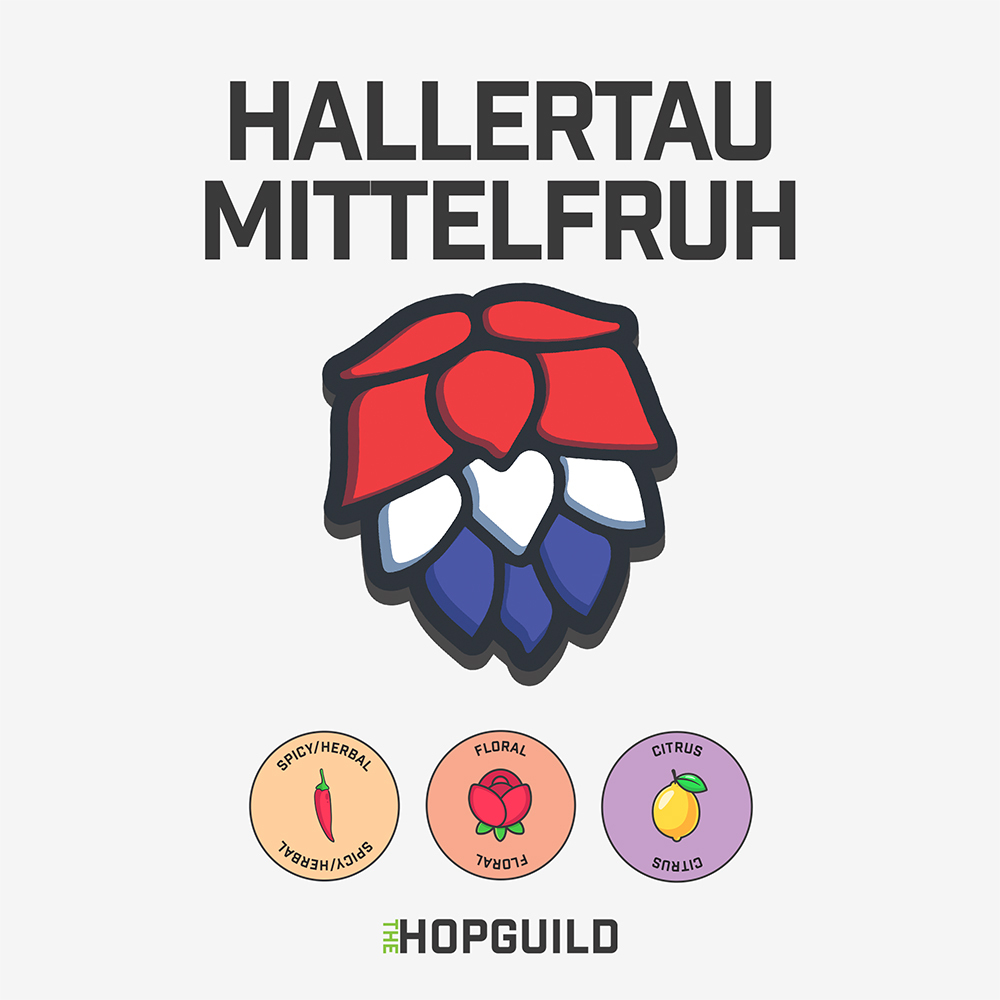 Hallertau Mittelfrüh – Classic German Hop with Floral & Spice